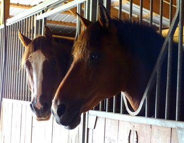 Insight Equine Therapy - Equine Therapy, Horses | Insight Equine Therapy