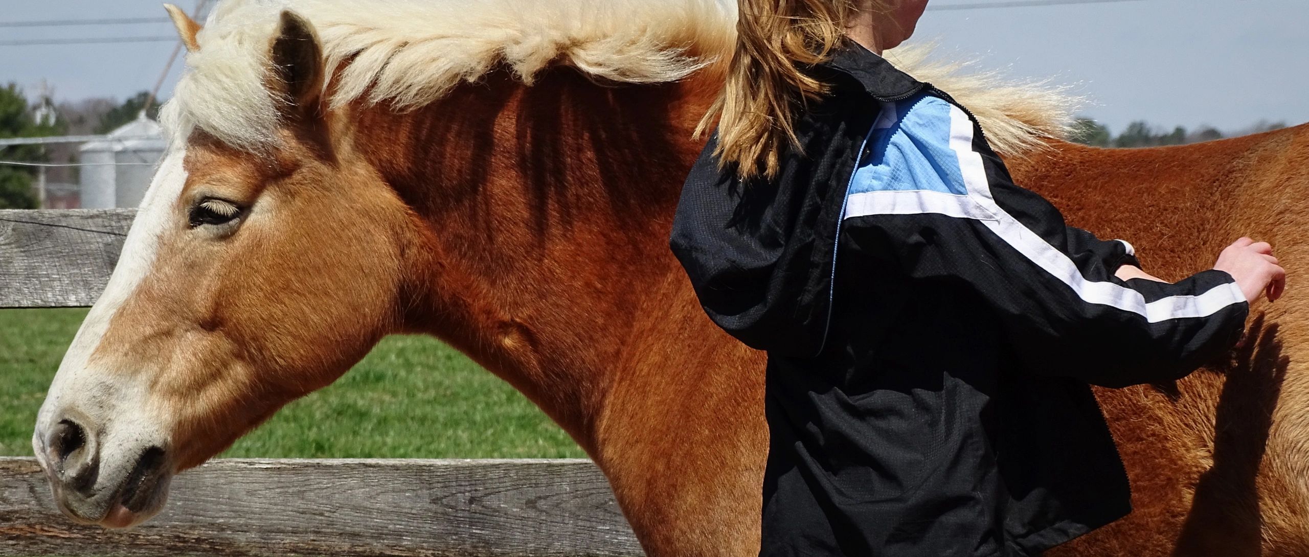 Insight Equine Therapy - Equine Therapy, Horses