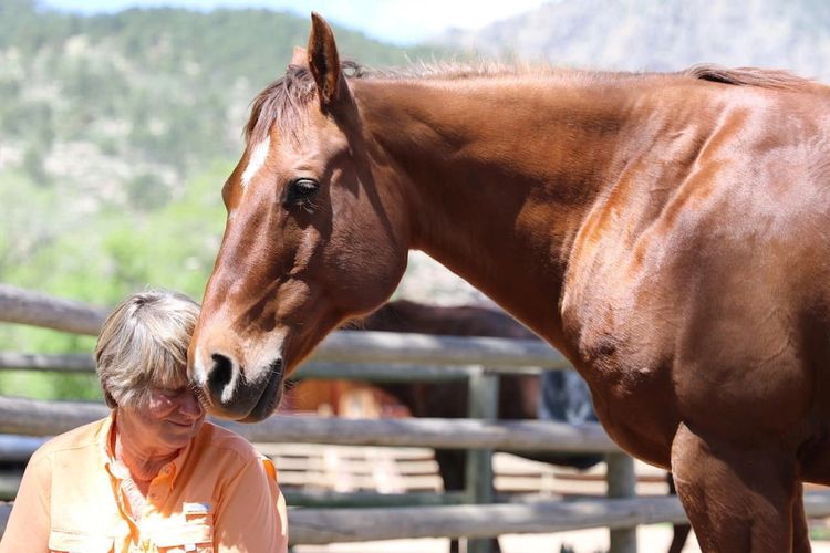 Insight Equine Therapy - Home