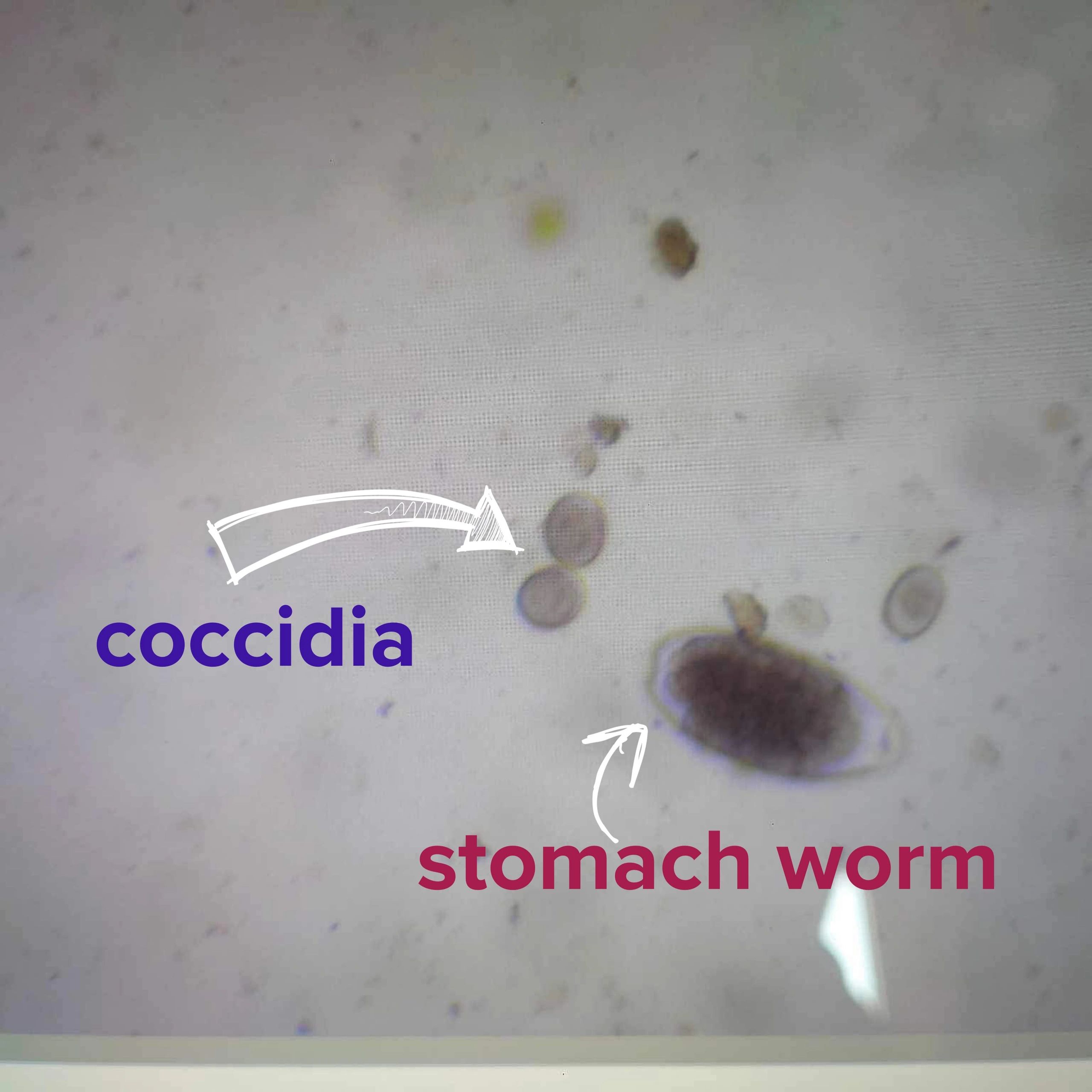 OCTOBER 7TH, RUMINANT PARASITE MANAGEMENT CLASS AND INTRODUCTION TO ...