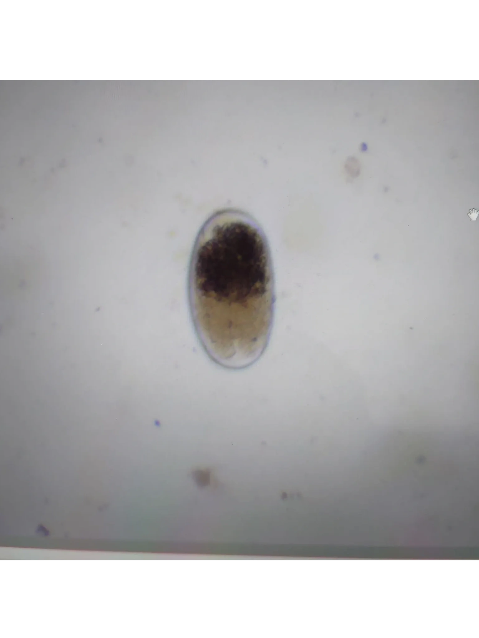 July 5th INTRODUCTION TO FECAL FLOAT AND RUMINANT PARASITE MANAGEMENT CLASS