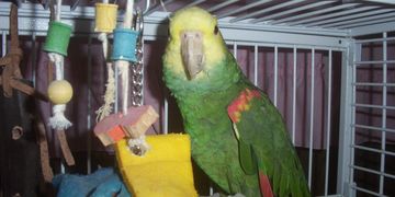 Parrot Rescue New York