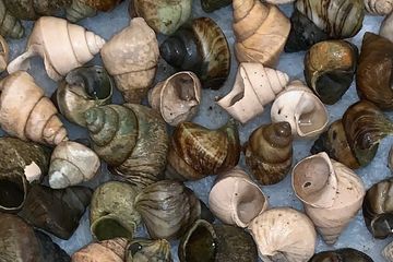 Wild Tanganyika | E2 Aquatics