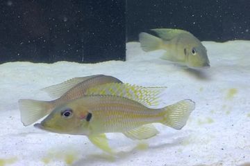 Wild Tanganyika | E2 Aquatics