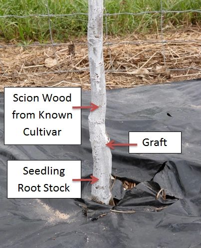 What is a grafted chestnut tree?