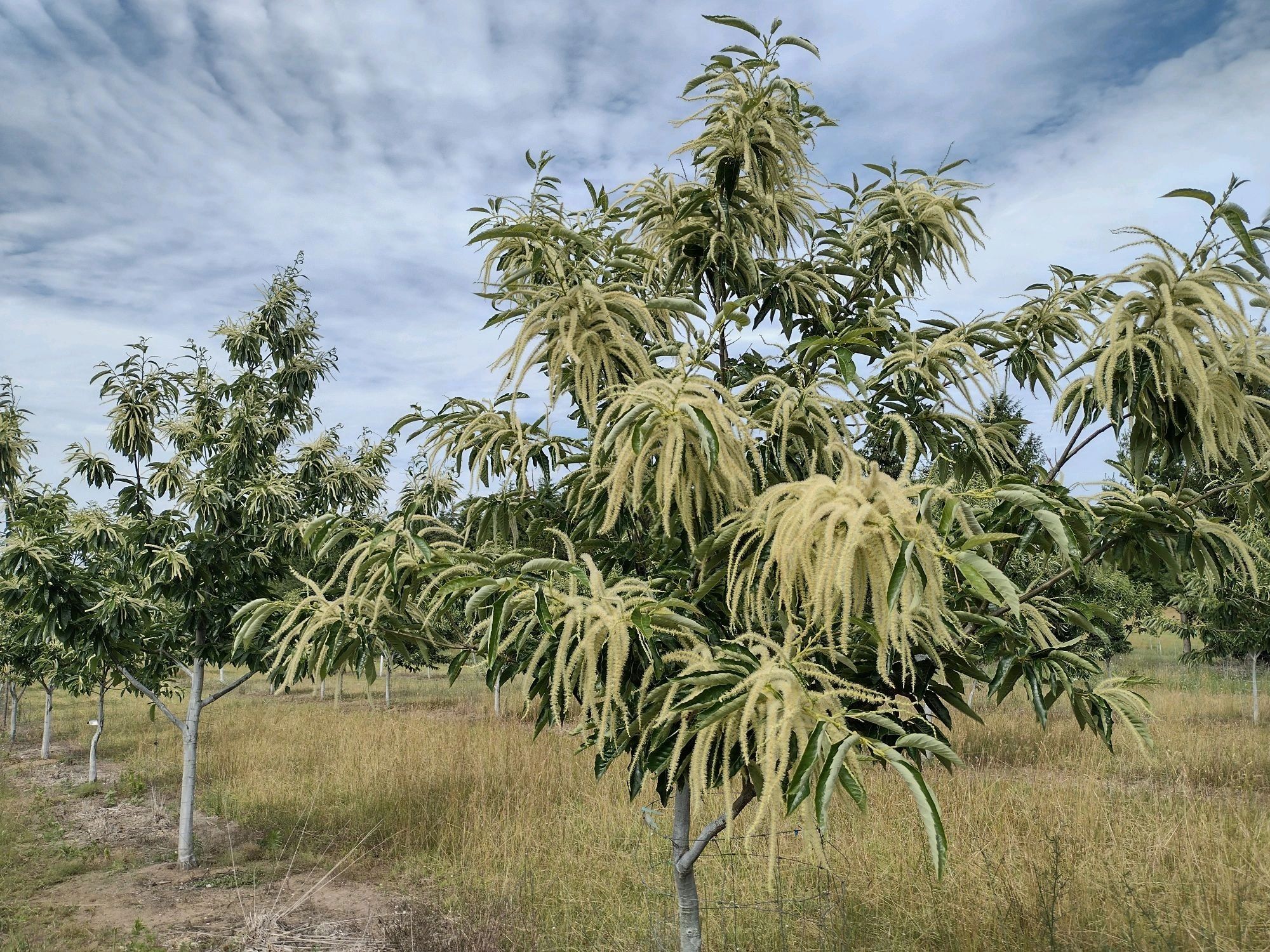 4th of July Pollen-Works