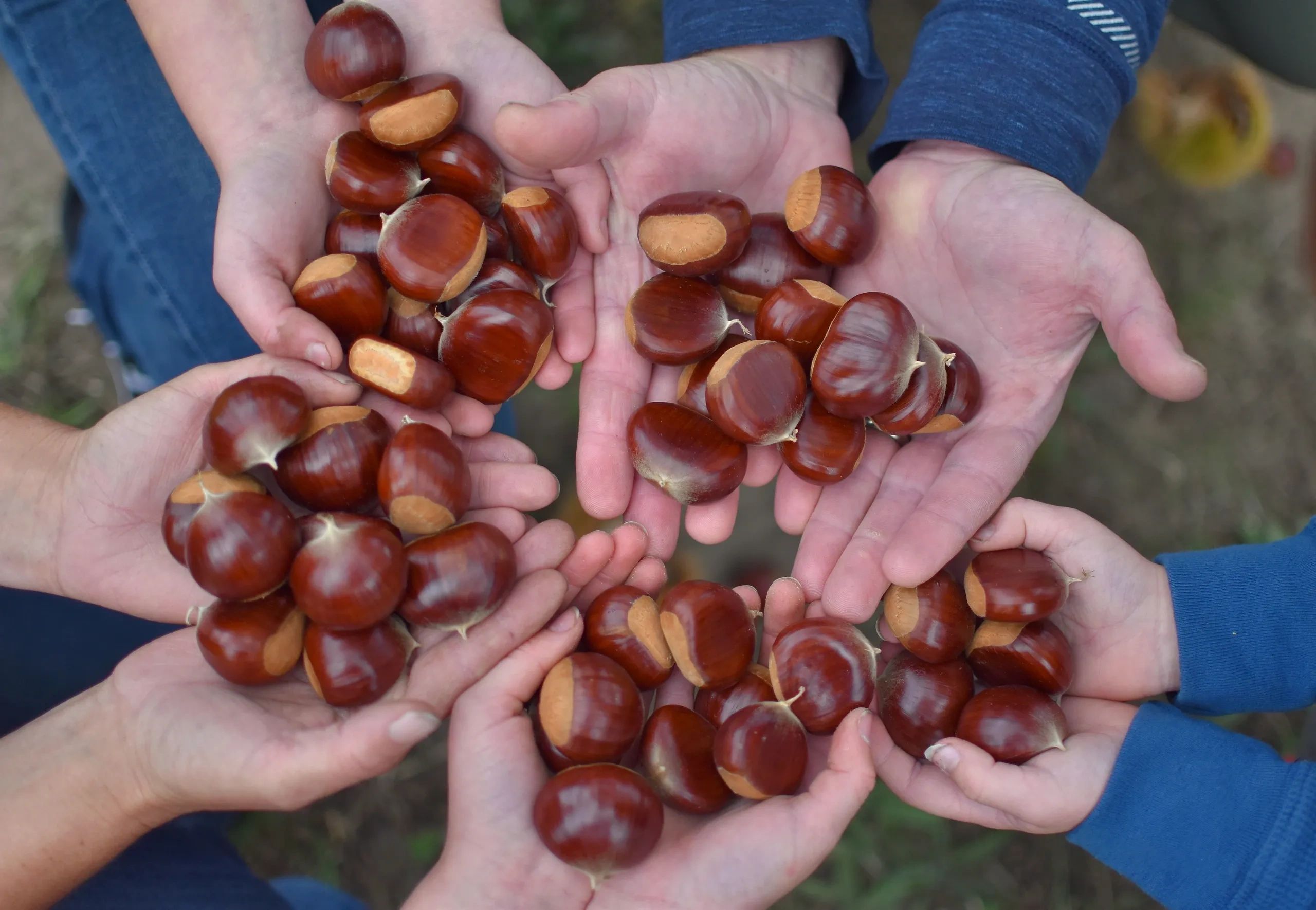 Fresh Chestnuts - Order Chestnuts Online