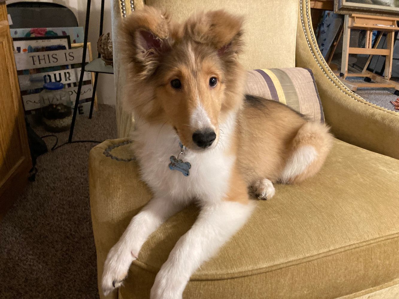 Sheltie Puppy Puppies 4 Sale