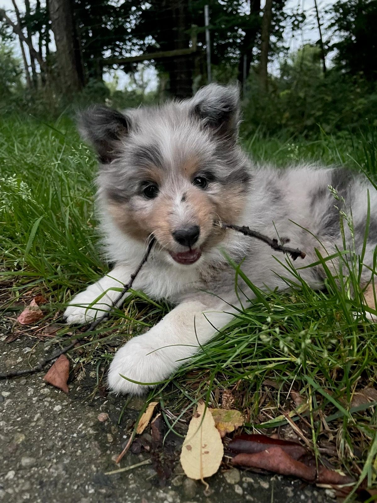 Sheltie Puppy Puppies 4 Sale
