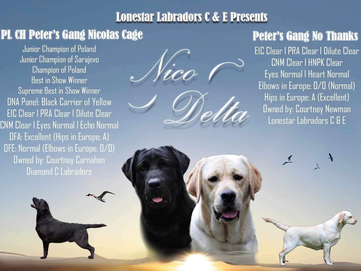 Upcoming Litters