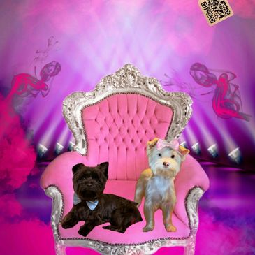 Yorkies of Houston - Puppies, Yorkshire Terrier, Dog