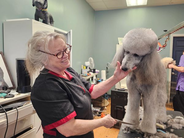 Professional Grooming Services for Dogs and Cats