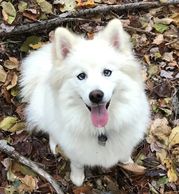 TLC Pomskies - Spring Litters Available | tlcpomskies.com