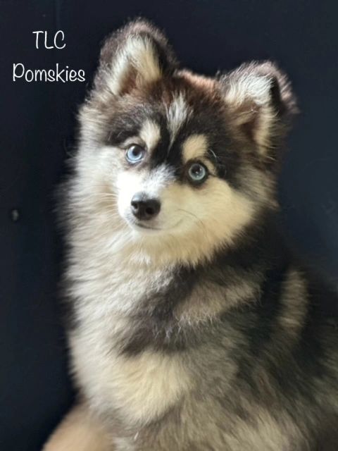 TLC Pomskies - Cutest Pomskies Ever
