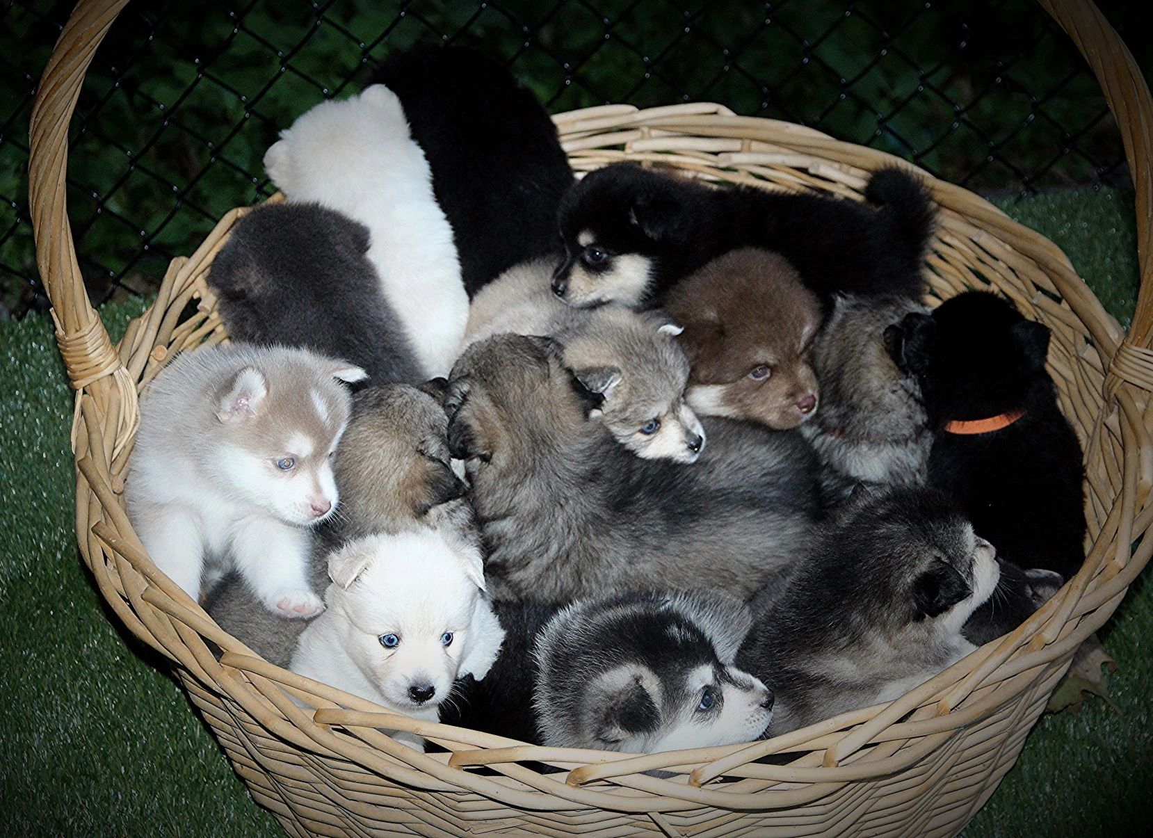 TLC Pomskies - Cutest Pomskies Ever