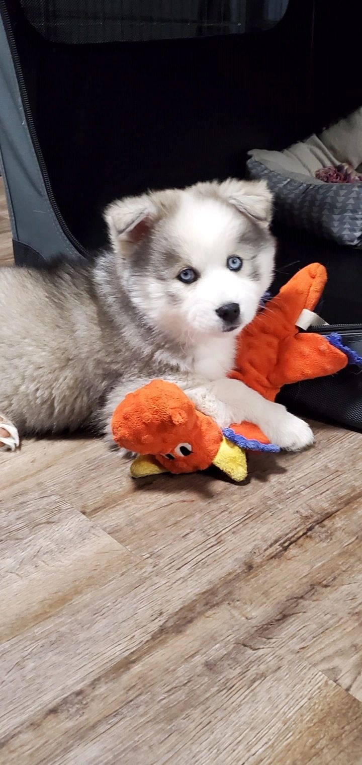 TLC Pomskies - Cutest Pomskies Ever