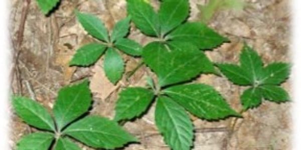 Plants | Friends of Palmetto Island State Park, Inc.