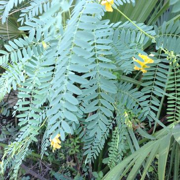 Plants | Friends of Palmetto Island State Park, Inc.
