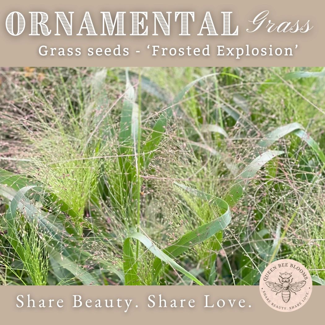 Ornamental Grass - 'Frosted Explosion'