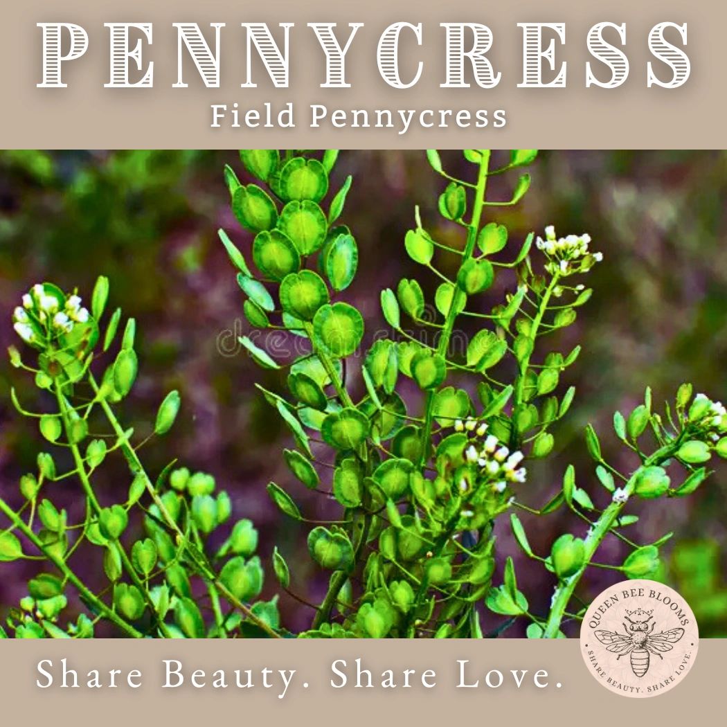 Field Pennycress