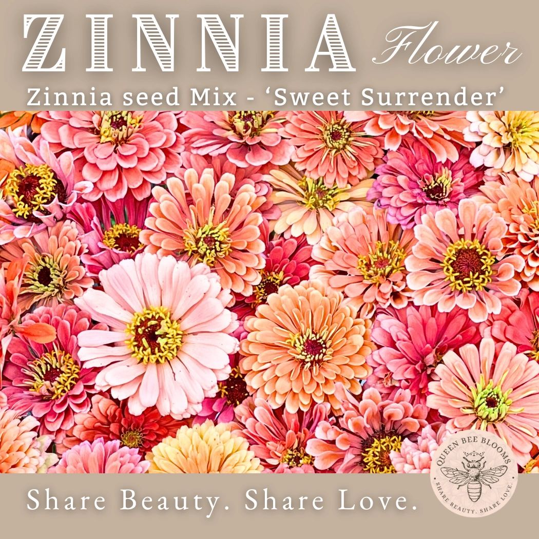 Zinnia seed Mix - 'Sweet Surrender'