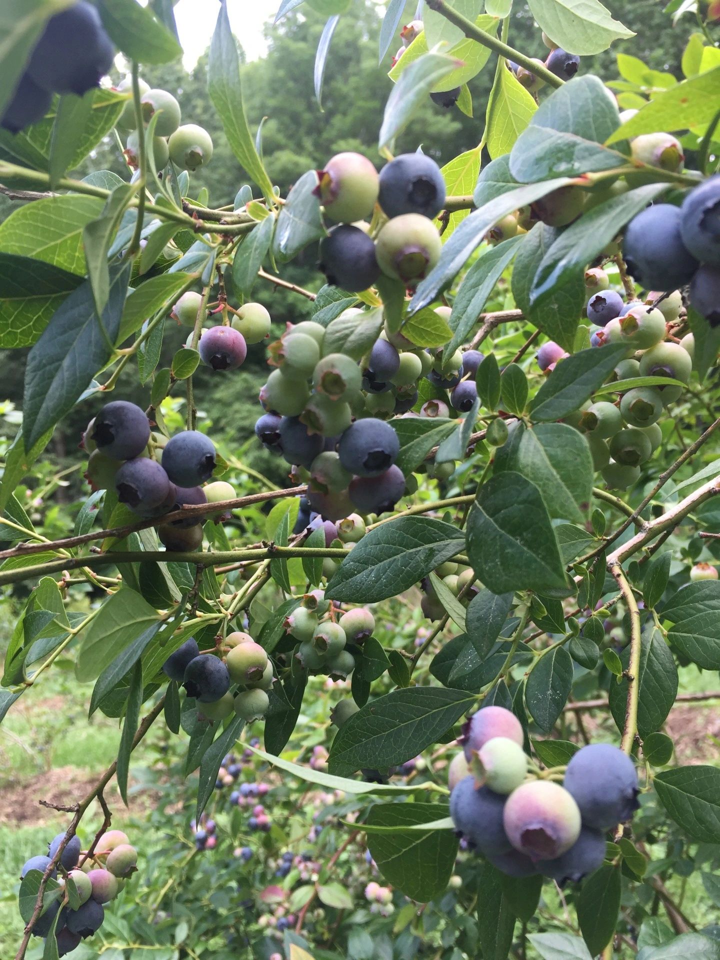 Snow Farm Blueberries