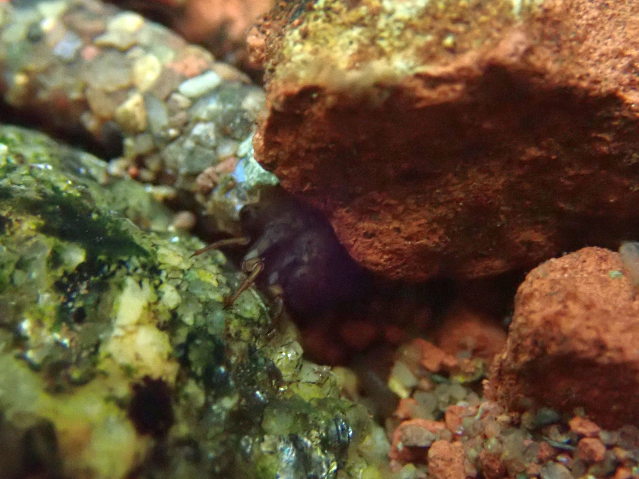 The curious case of the caddis