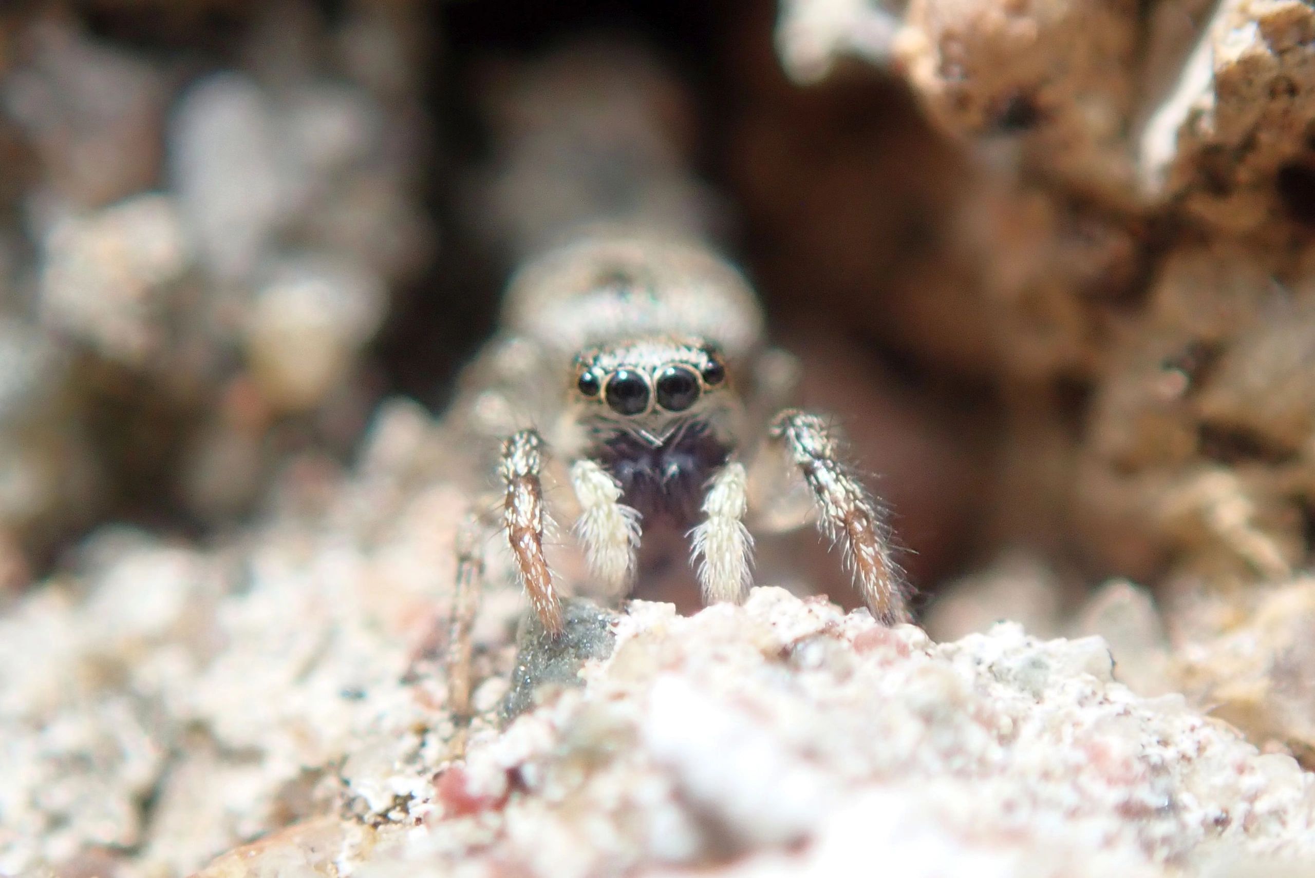 Jumping spiders – a visionary, vertical life