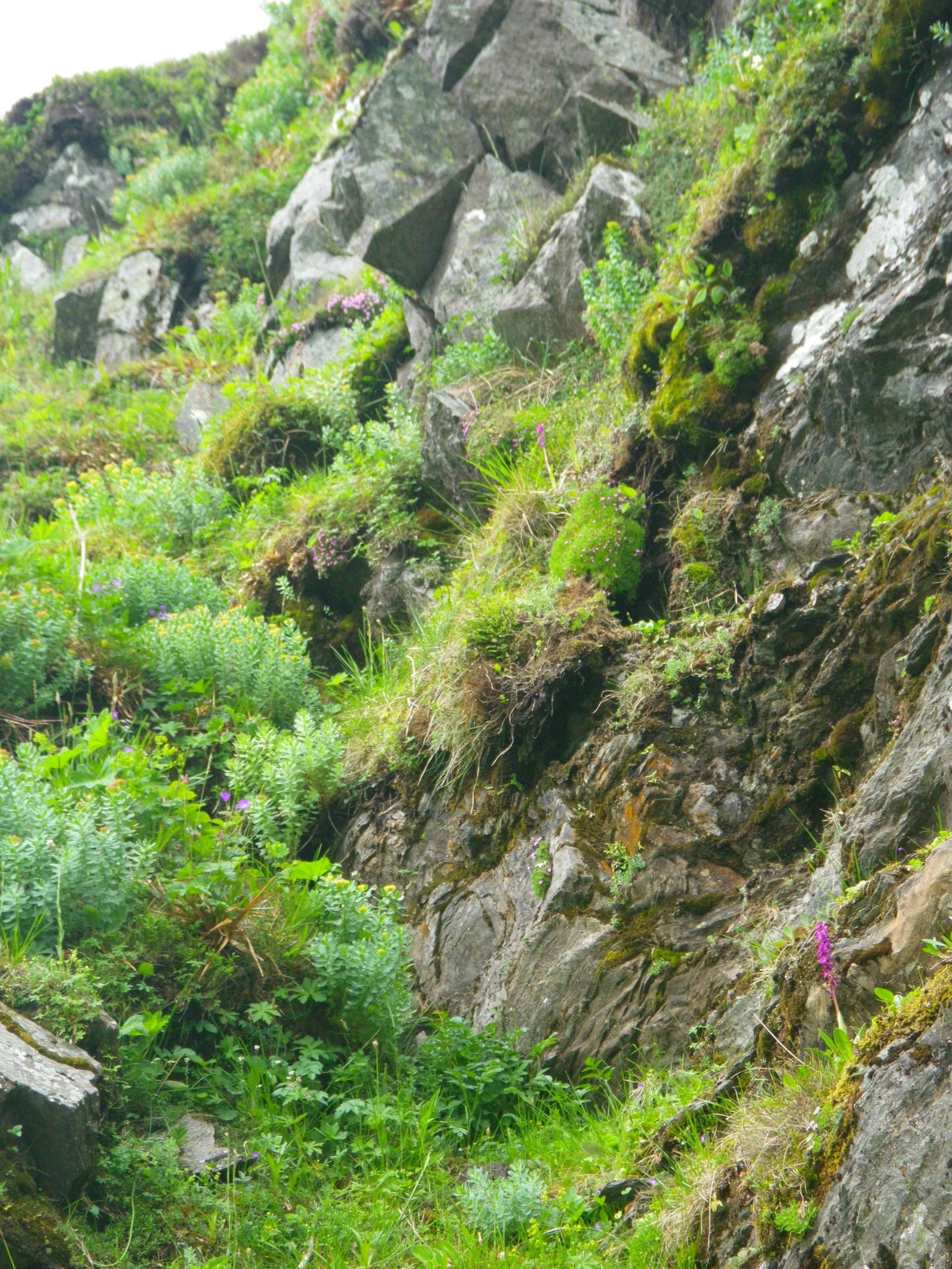 A way to describe vegetation