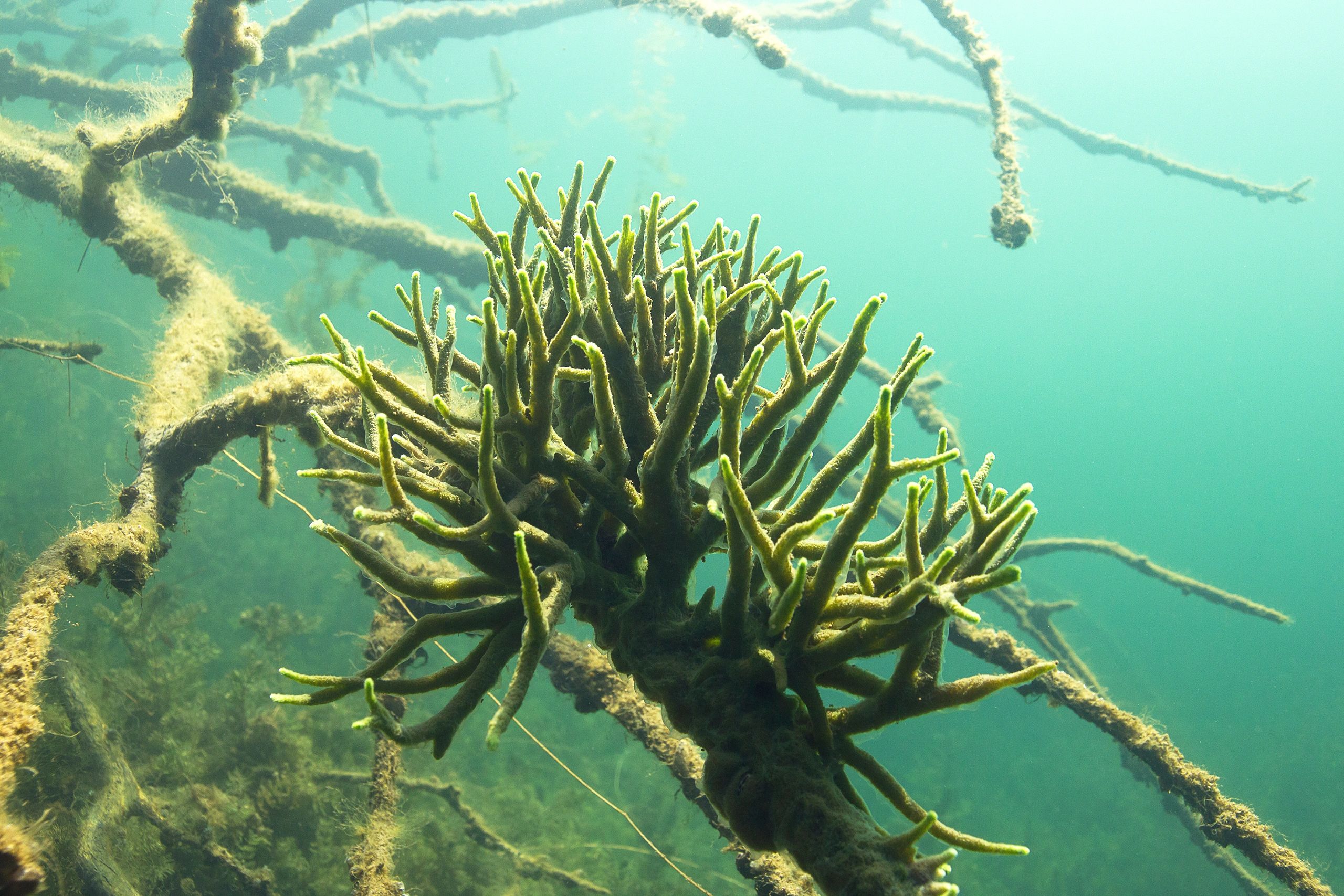 The lowly & mighty, Land Rover track puddle sponge