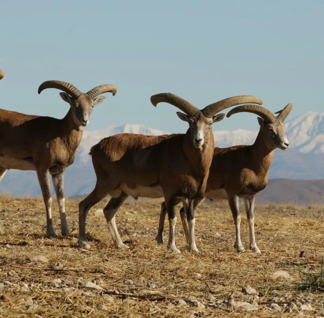 Hunt Iran | Your premier partner for exclusive Ibex, Sheep and Wild ...