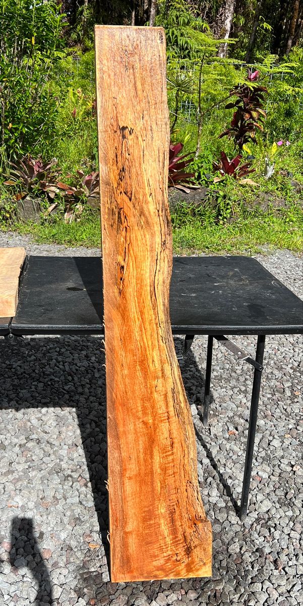 Hawaiian Spalted Mango Slab