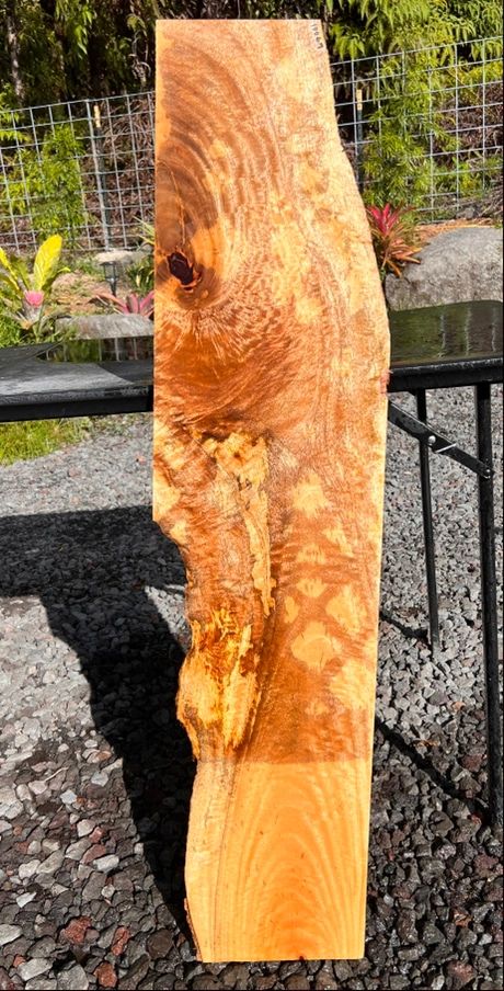 Hawaiian Curly Mango Slab