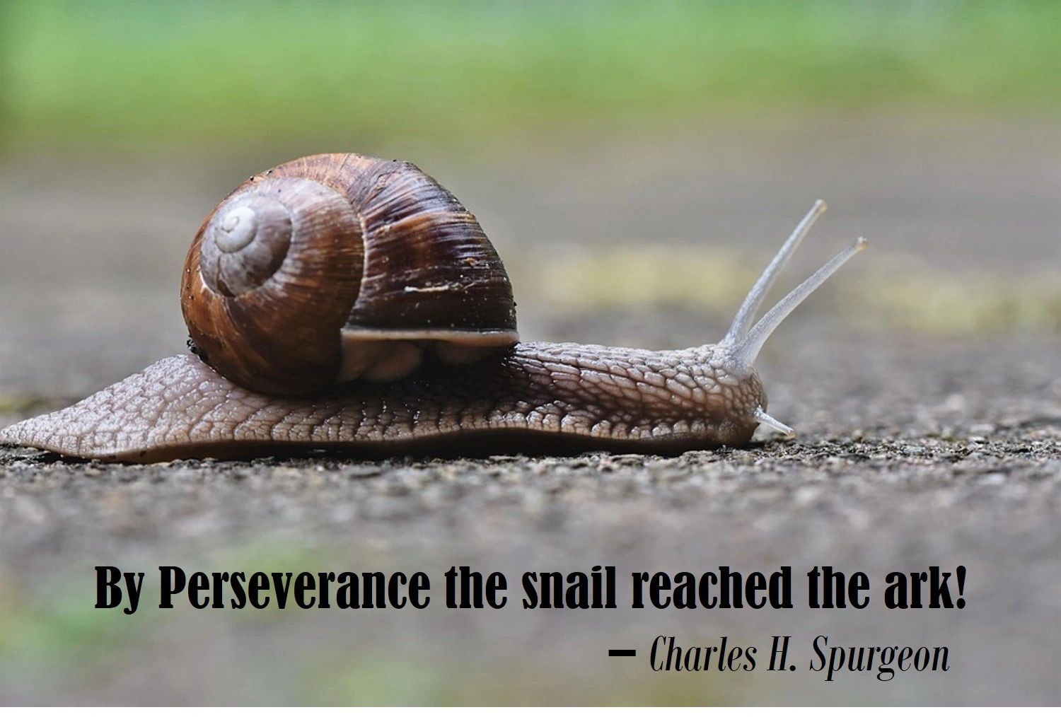 Perseverance (I Can Plod)!