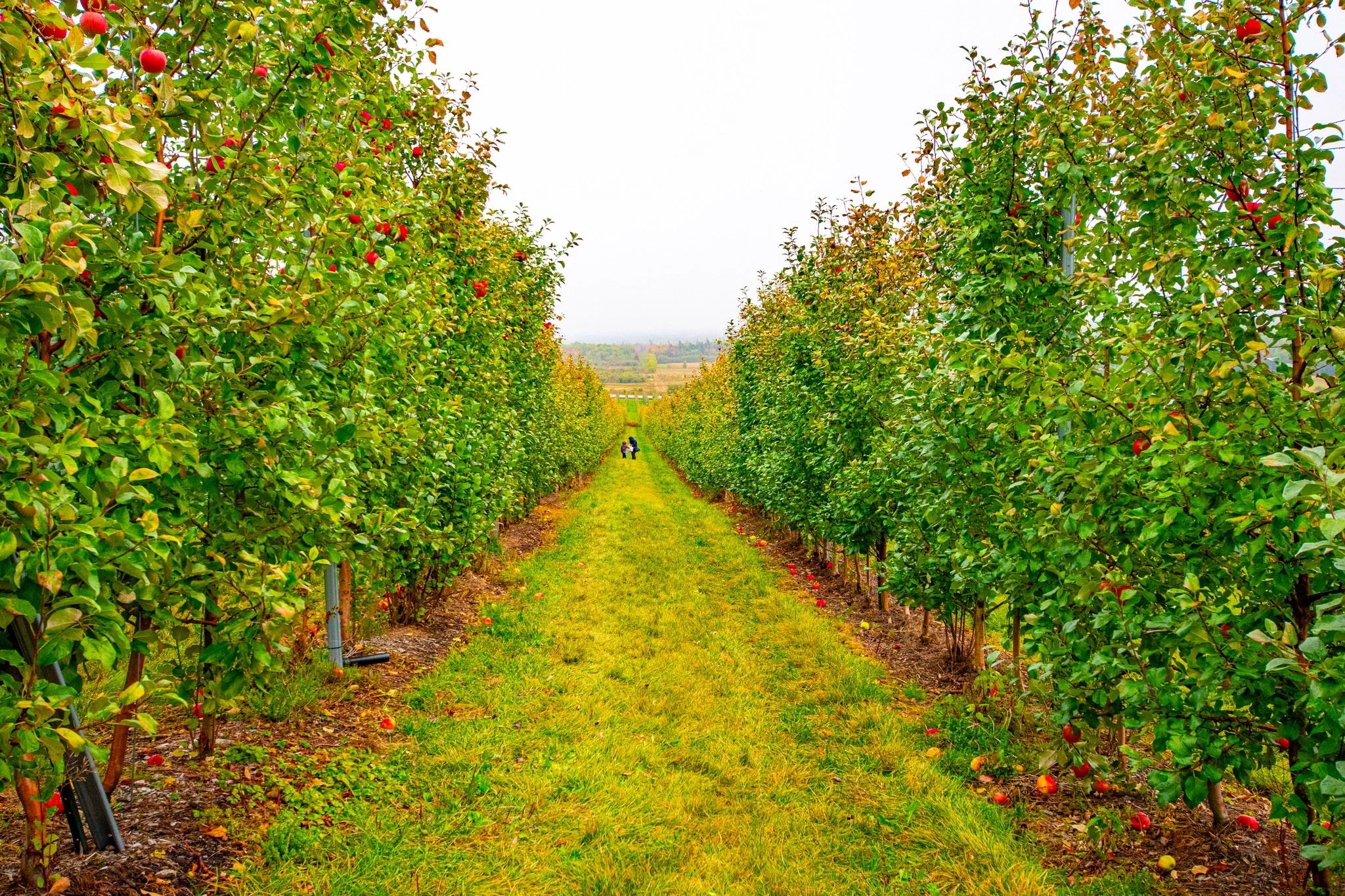 Explore Irishview Orchard – Honeycrisp Apples in NB