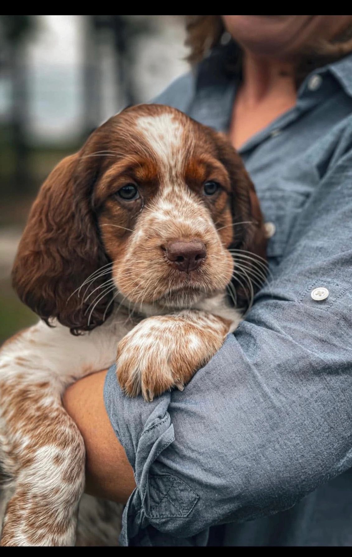 Upcoming litters for 2026