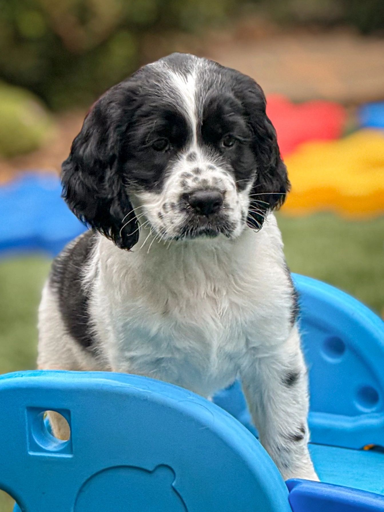 Find English Springer Spaniel Puppies Near Me