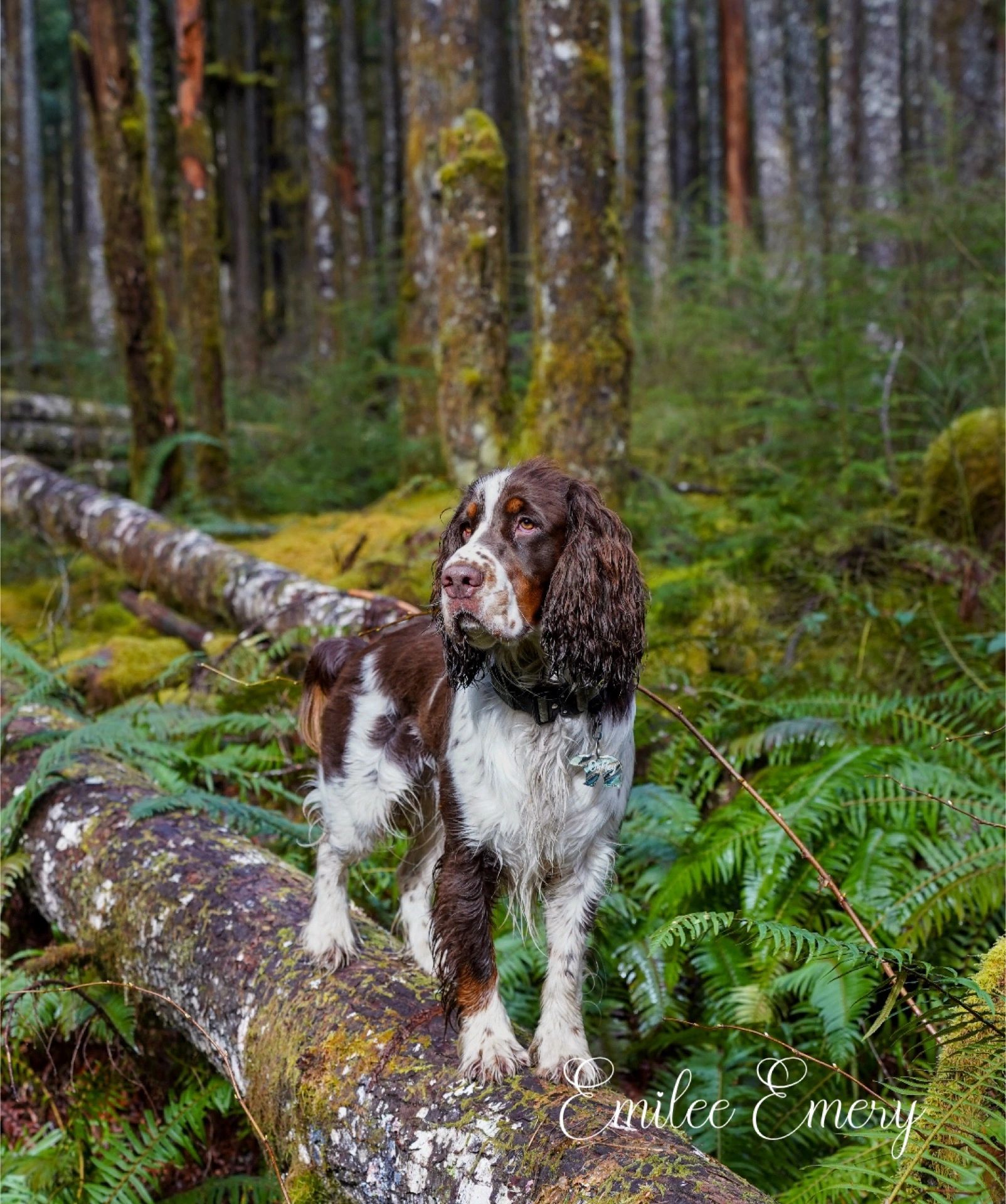 Find English Springer Spaniel Puppies Near Me