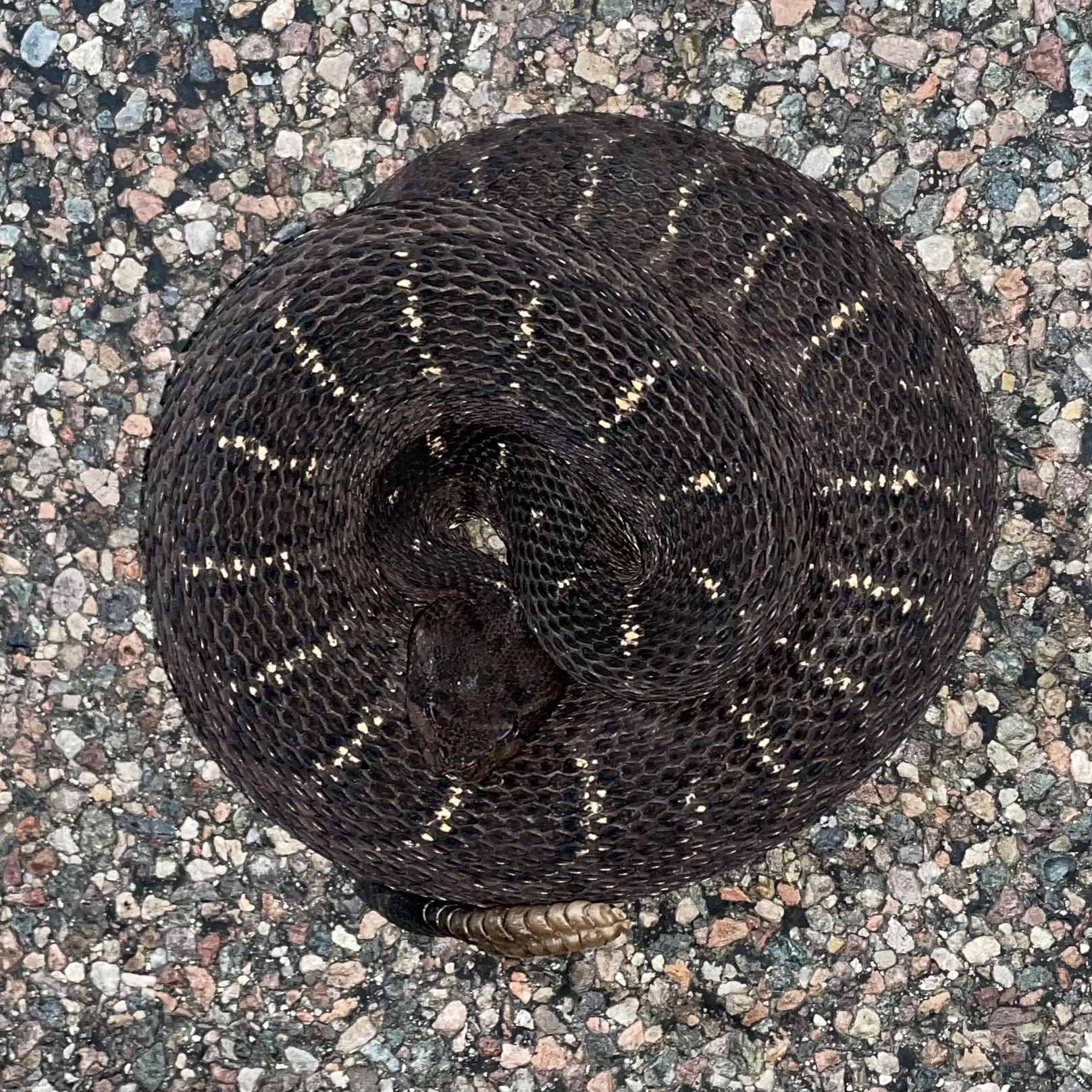 To find a rattlesnake