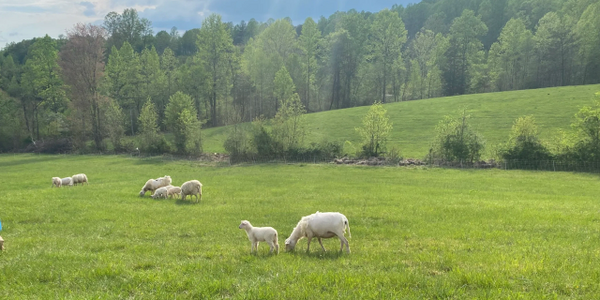 Cincinnatus Vineyards and Farm