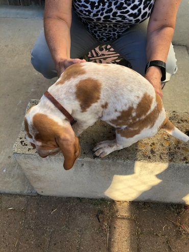 Puppies | Upland dog kennel