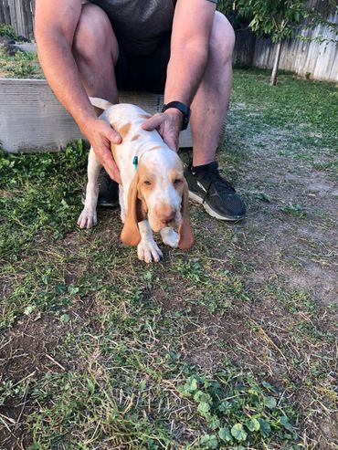 Puppies | Upland dog kennel