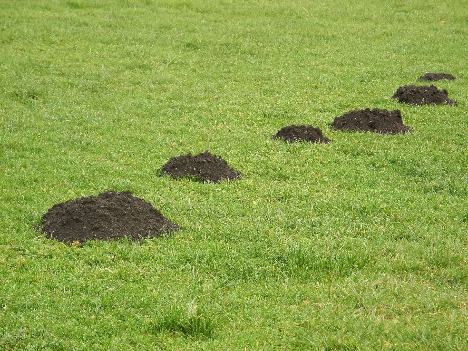 Mole Masters - Mole Extermination, Pest Control