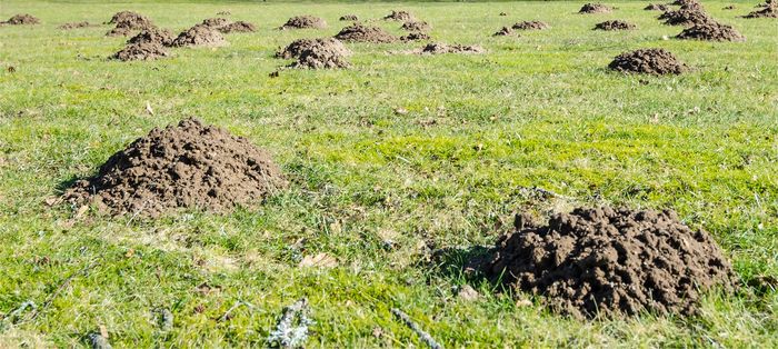 Mole Masters - Mole Extermination, Pest Control