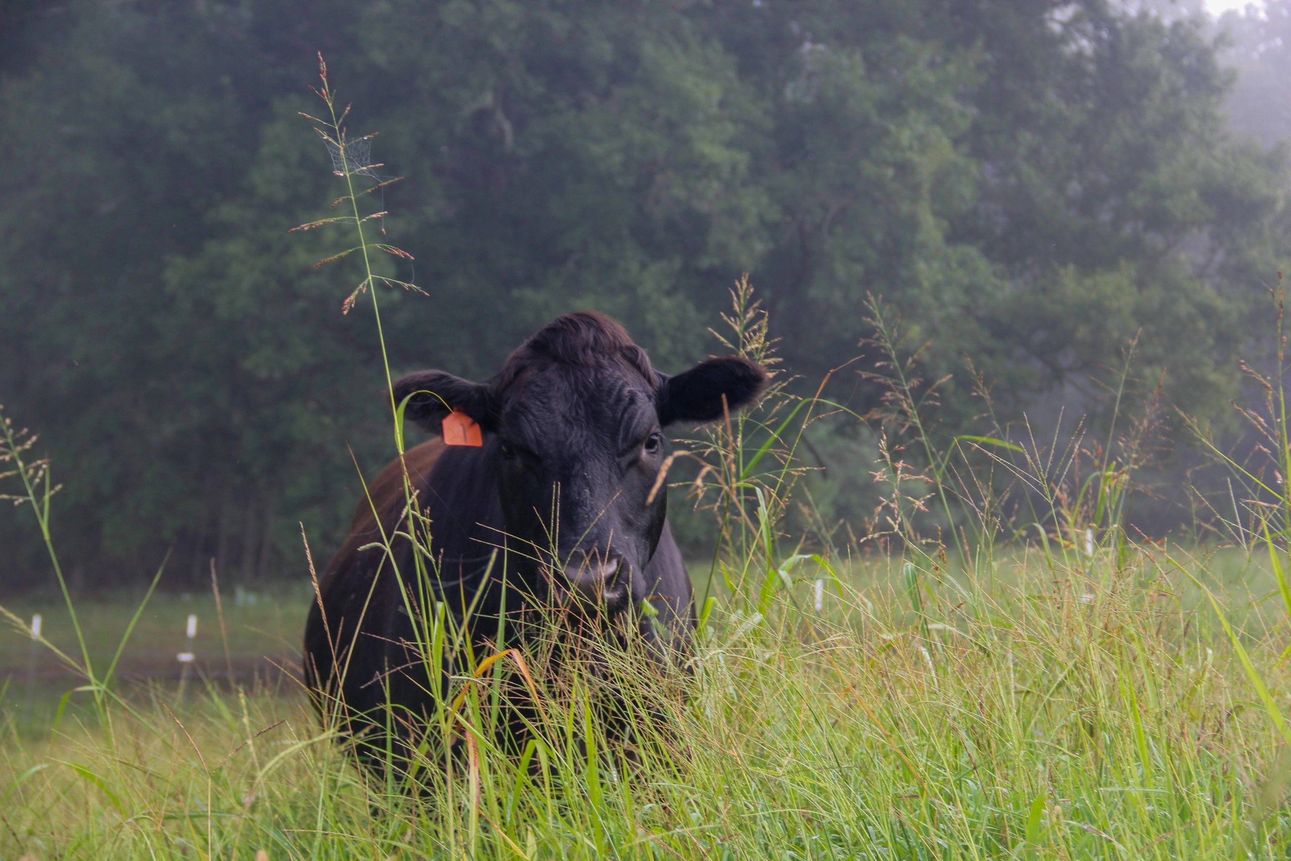 Farm Fresh Meat - Prater Farms Beef