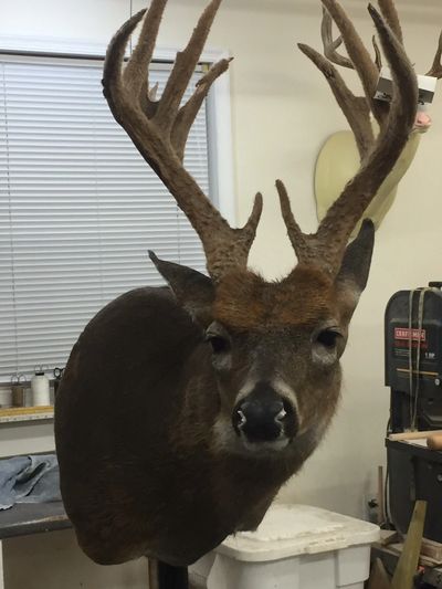Southern Maryland Taxidermists - Creative Whitetails Taxidermy