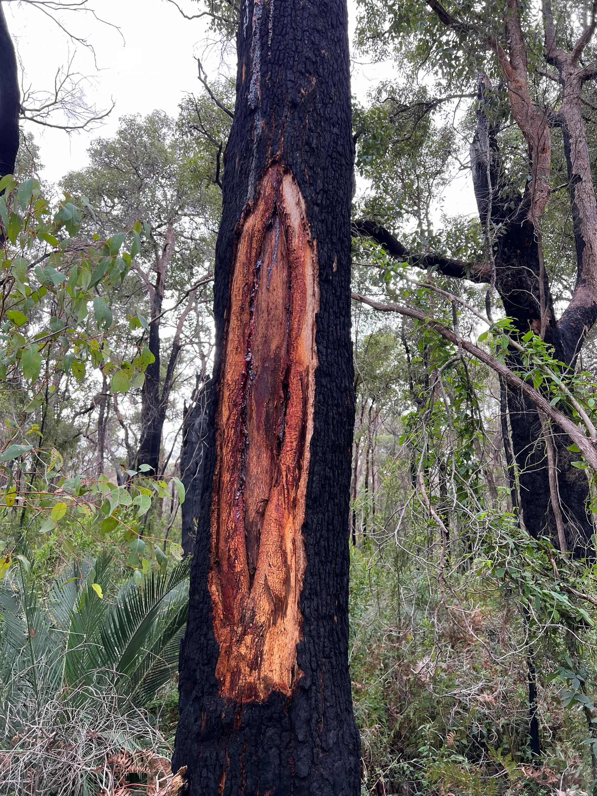 Resilience learnings from giant trees