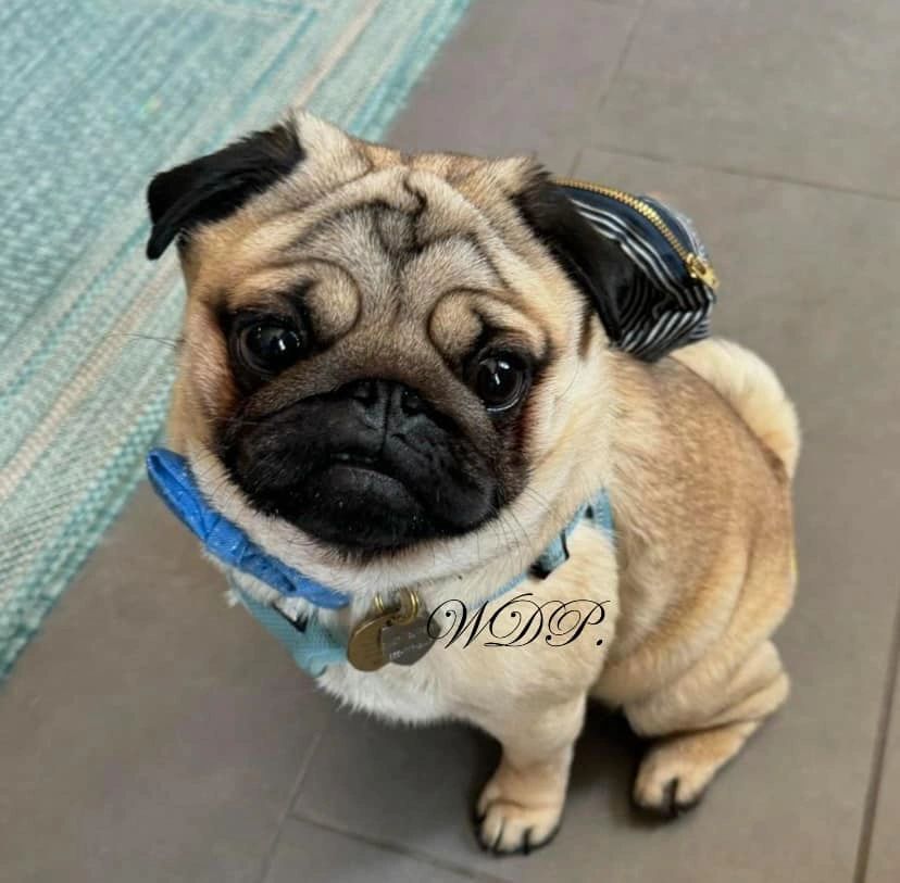 Number of Adult Dogs at WDP