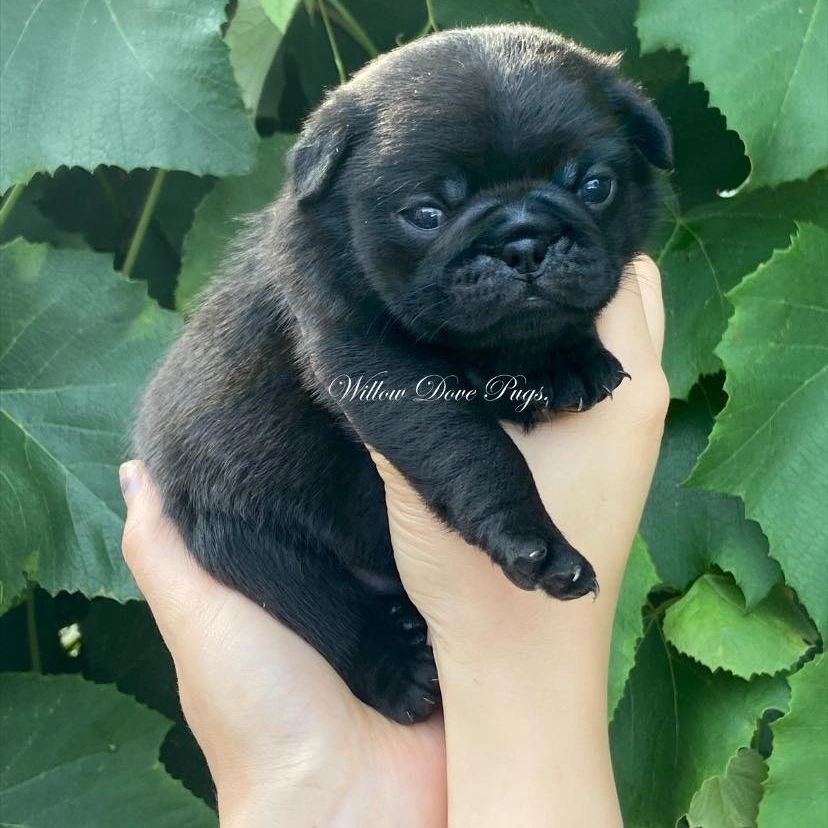 Are Silver Pugs Rare