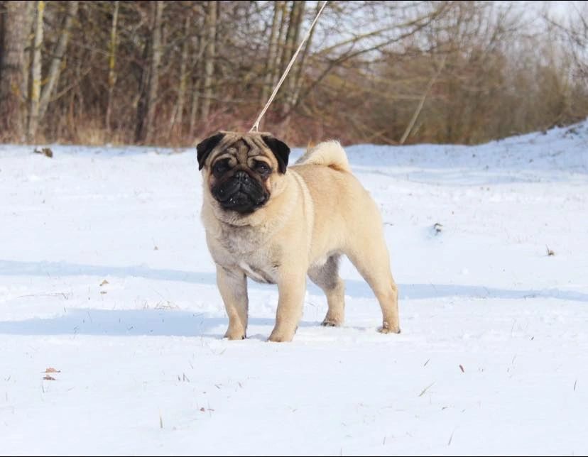 Retro vs Standard Pugs